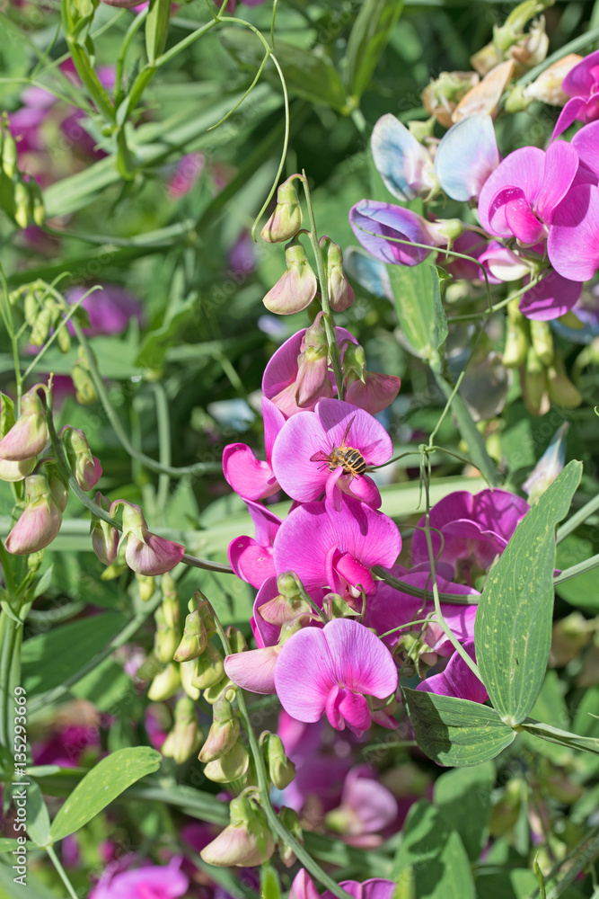 Wicken, Vicia Stock-Foto | Adobe Stock