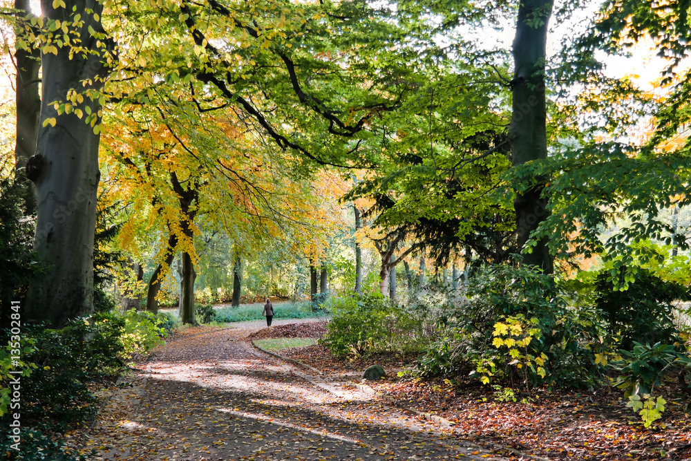 single person walking along a path in a park covered with fall leaves ...