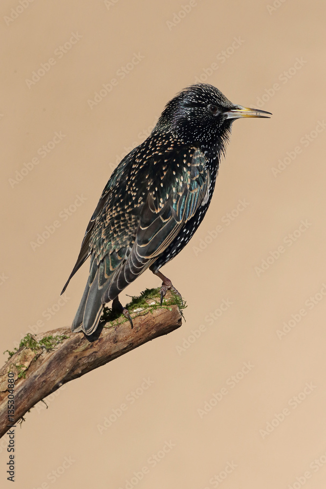 Male and female starlings taken in beautiful light to show the amazing ...