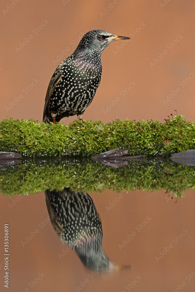 Female Starling