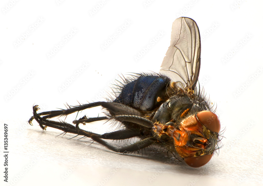dead housefly Stock Photo | Adobe Stock