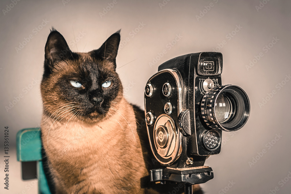 Siamese cat posing as film director with vintage amateur filming camera ...