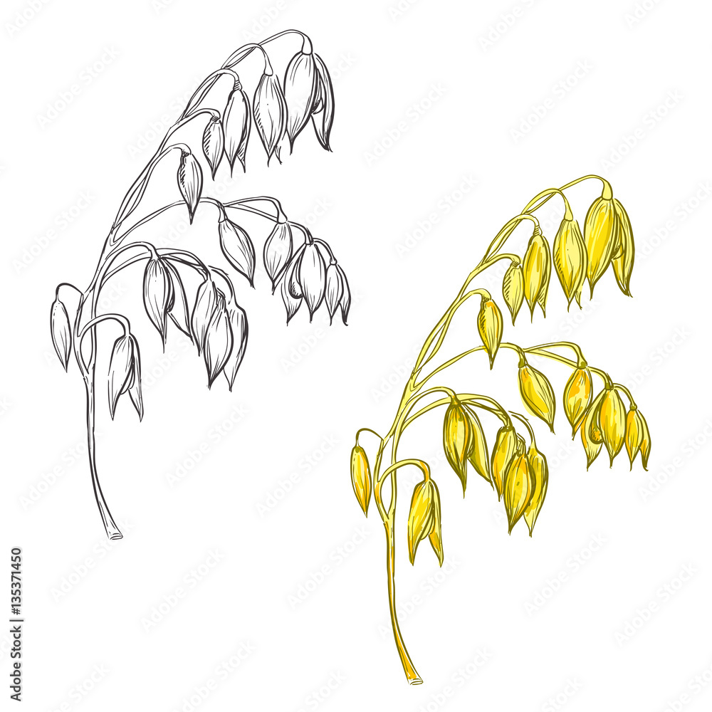 hand drawn set of oat plant. sketch. Vector eps 8 vector de Stock ...