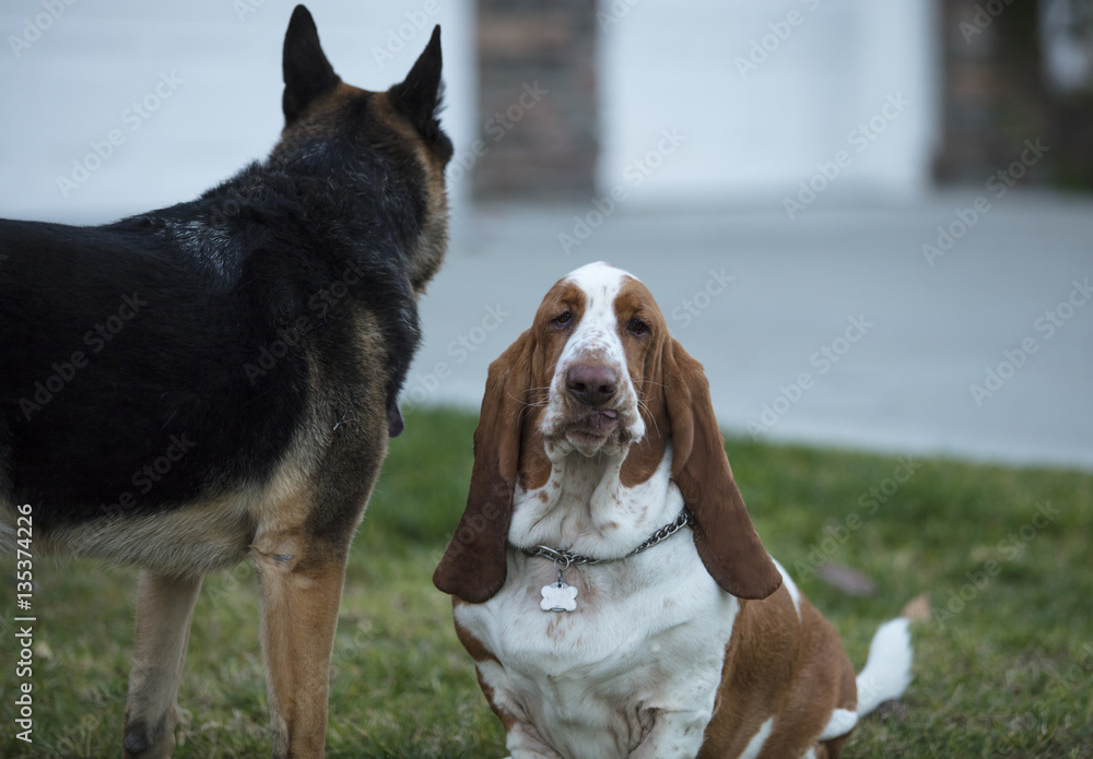 Basset Hound and German Shepherd Playing together Stock Photo | Adobe Stock