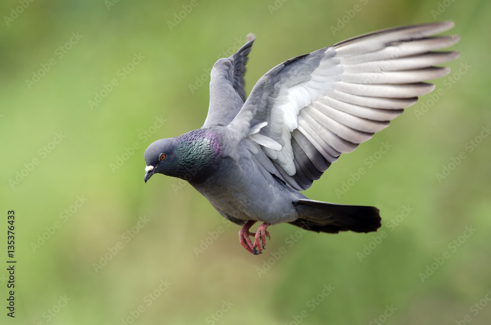 Rock Pigeon were flying . Portrait of Rock Pigeon,Bird in Thailand ...