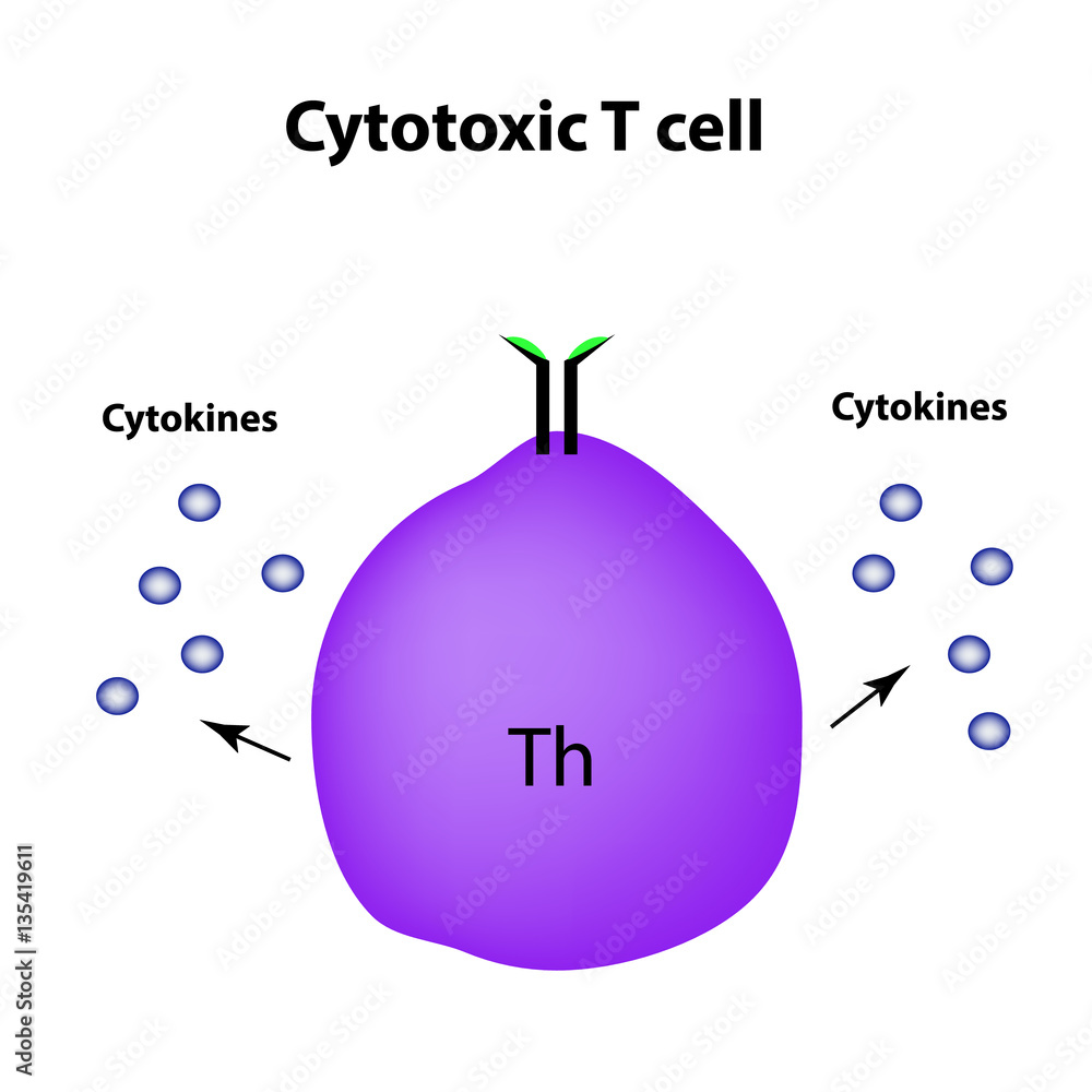 Cytotoxic cells. Cytokines. Cell immunity. Infographics. Vector ...
