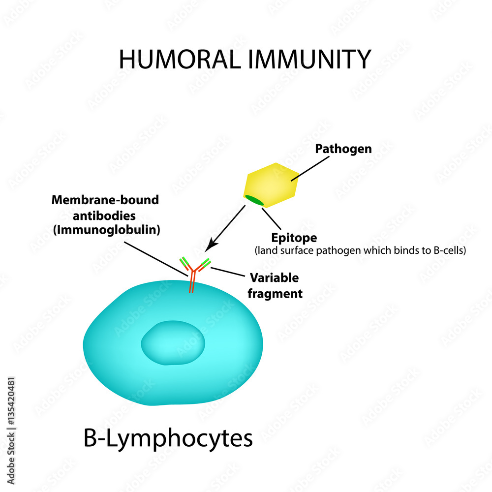 Humoral Immunity Diagram