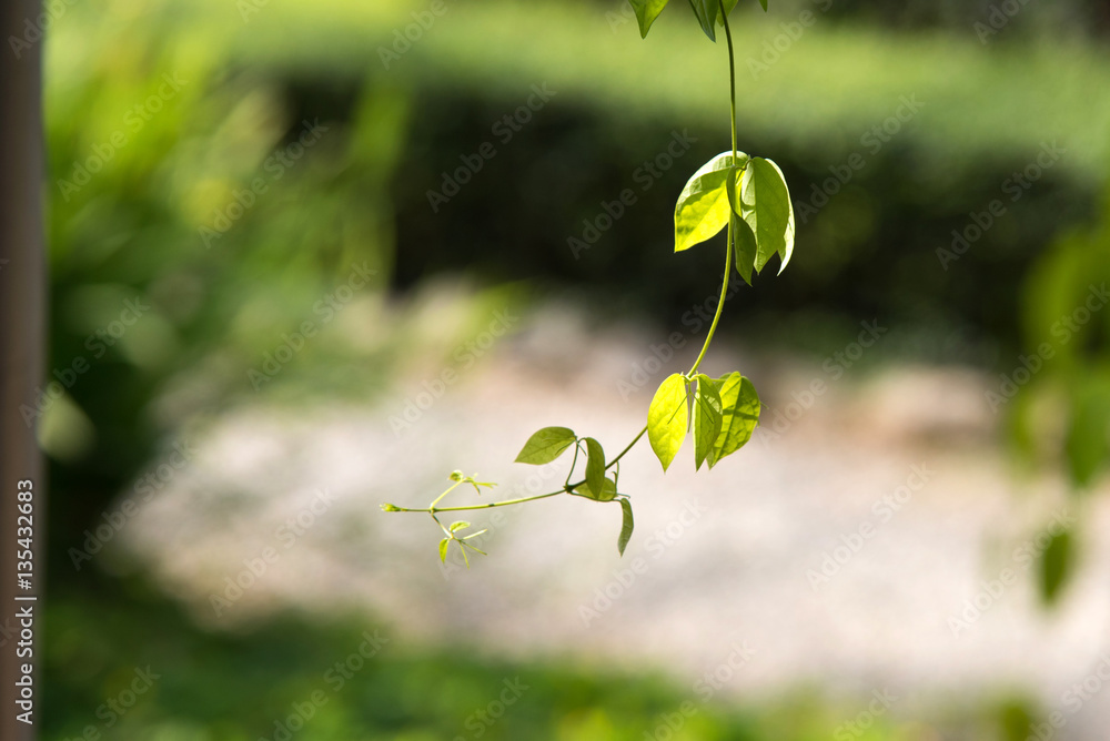 Green shoots tree. Stock Photo | Adobe Stock