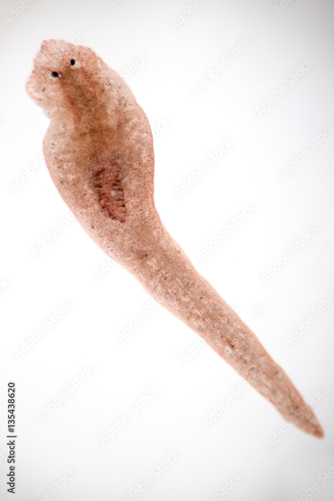 Póster Planarian parasite (flatworm) under microscope view. – Cuadro ...