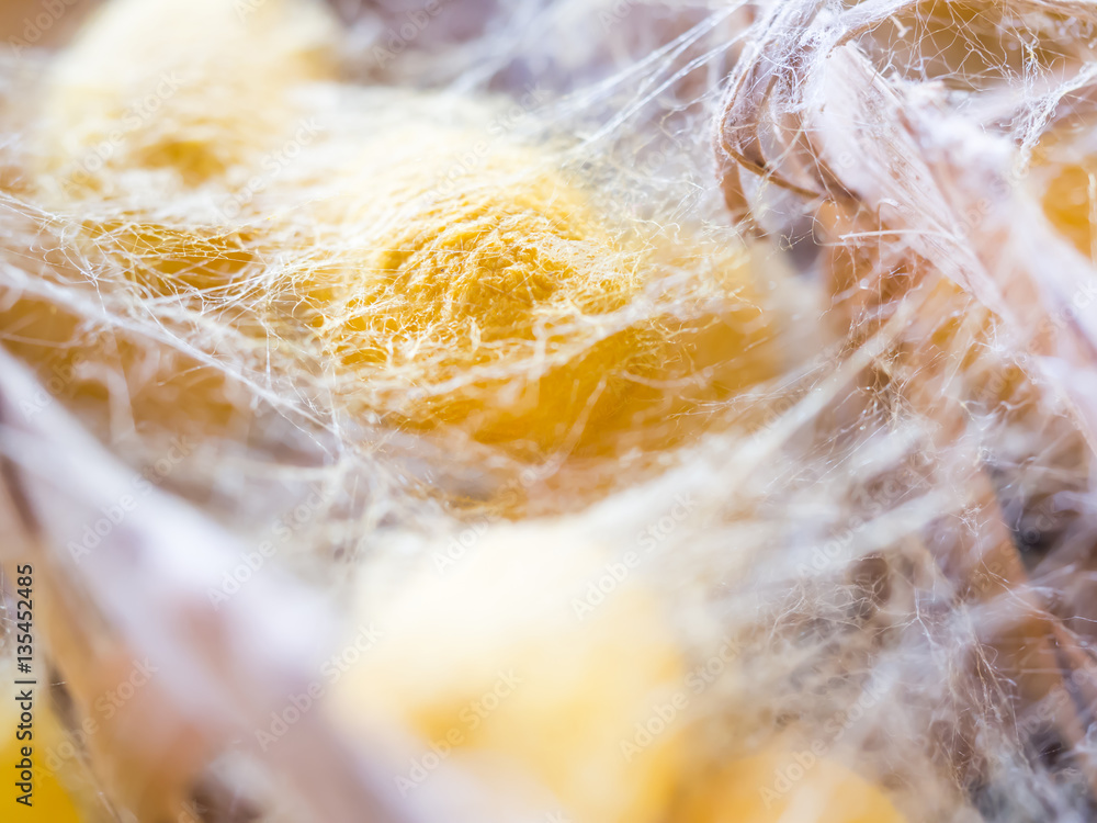 Life cycle of silkworm. Closeup of cocoon stage. Stock Photo | Adobe Stock