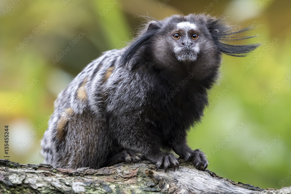 black-tufted marmoset Stock Photo | Adobe Stock