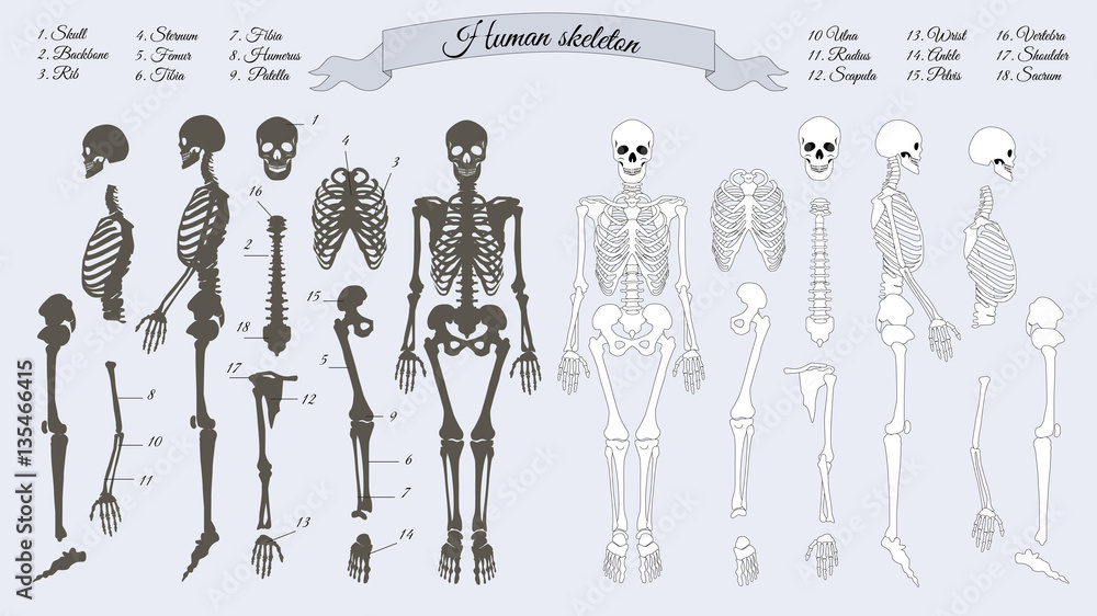 Drawing Skeleton And Names