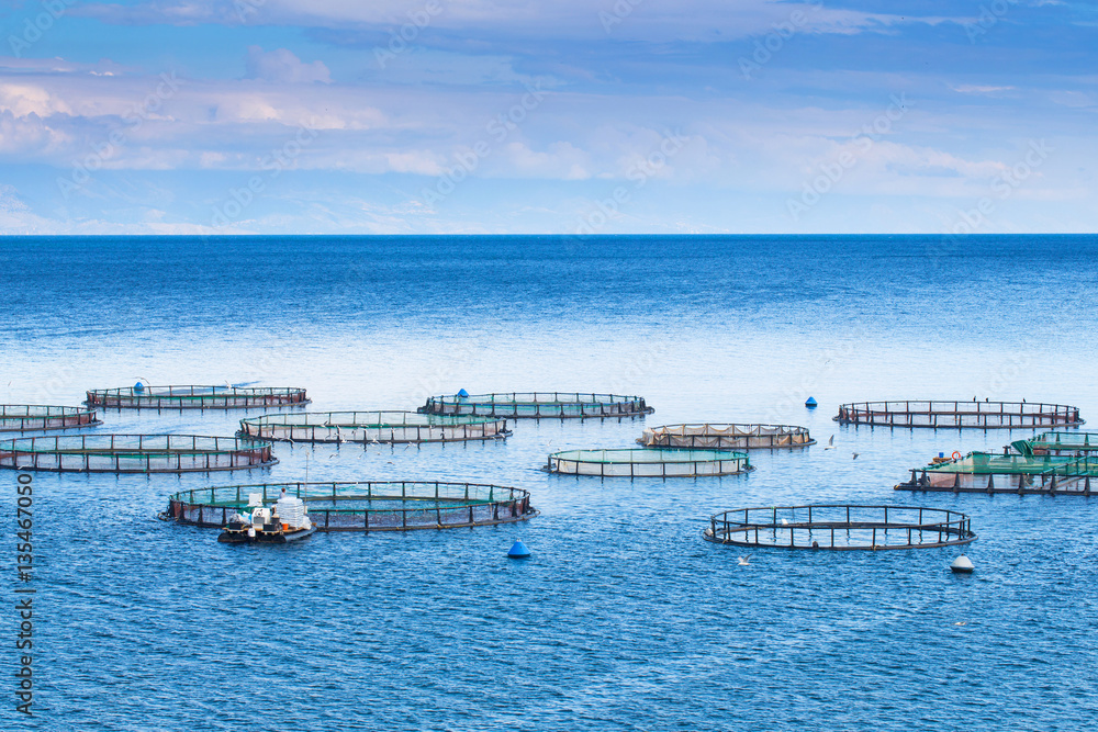 Sea fish farm. Cages for fish farming dorado and seabass. The workers ...