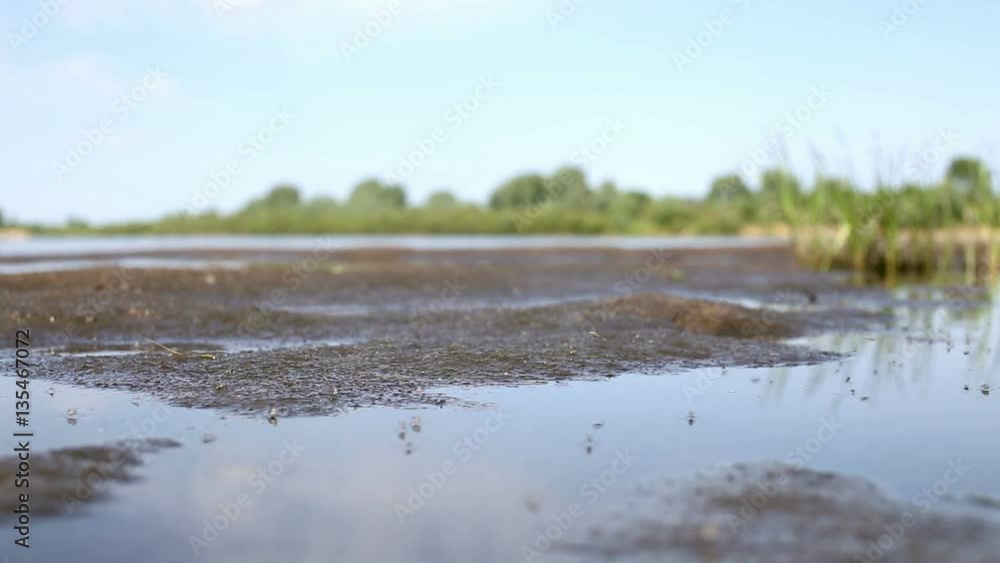 Swarm of mosquitoes fly over swamp contaminated water, buzzing pests ...