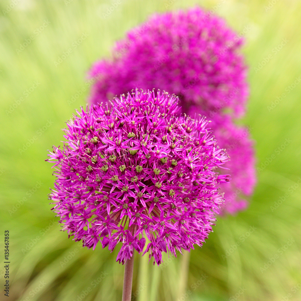 ornamental garlic blooming in the garden Stock Photo | Adobe Stock