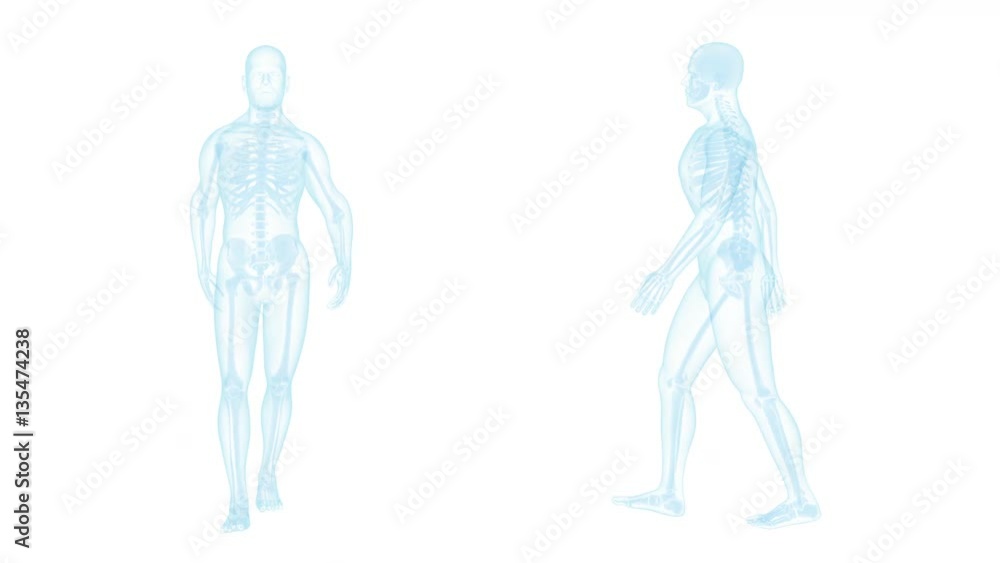X-ray walking man slow motion looped animated on white background 4K ...
