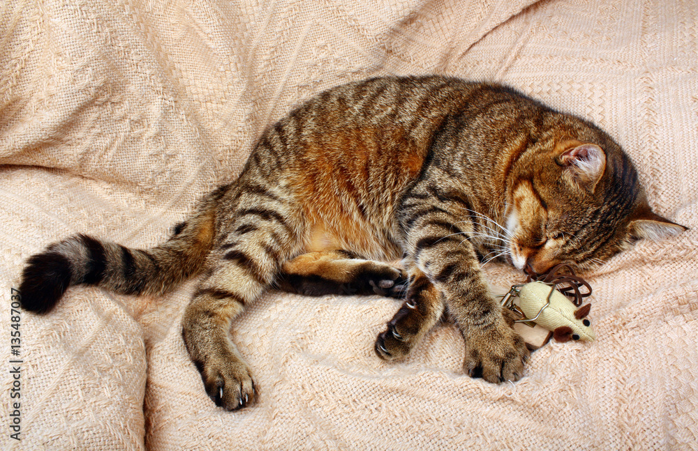 Beautiful big cat slept with a toy mouse Stock Photo | Adobe Stock