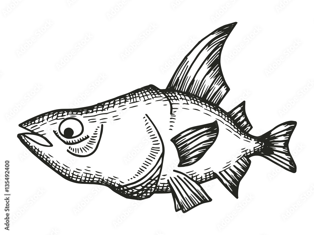 haddock fish cartoon sketch. vector illustration Stock Vector | Adobe Stock