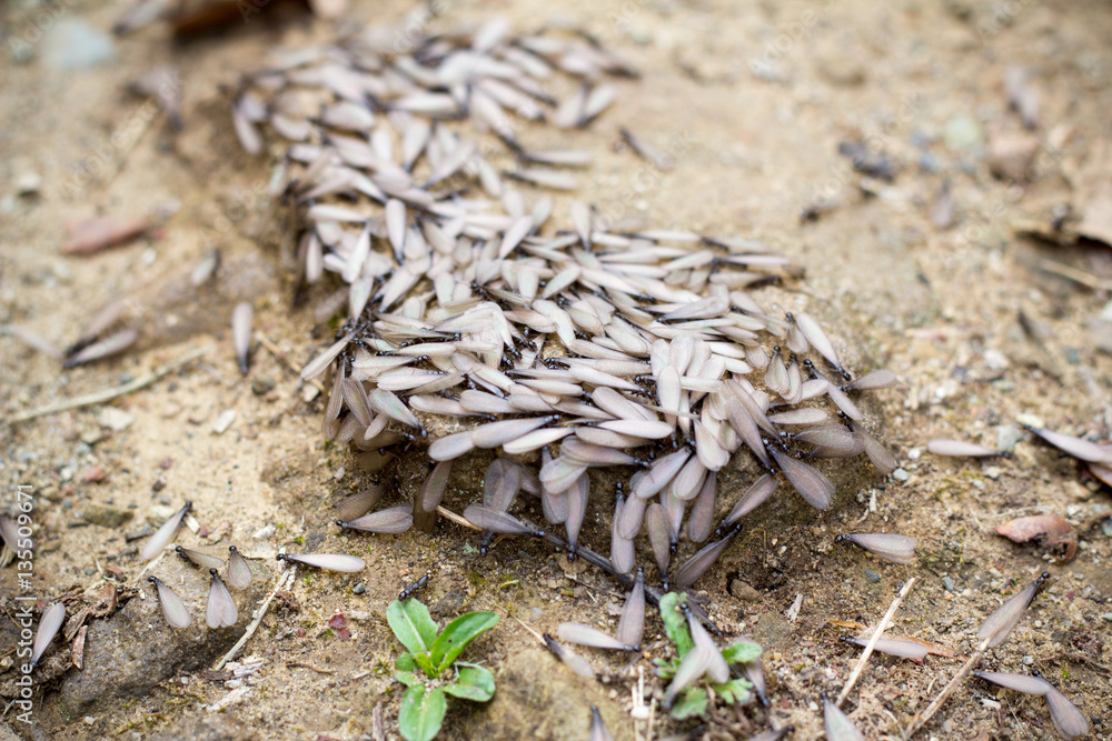 Foto de Swarm of ants with wings crawl around the opening to their ...