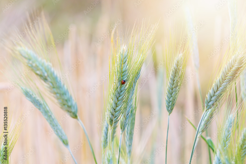 Beautiful Barley field Stock Photo | Adobe Stock