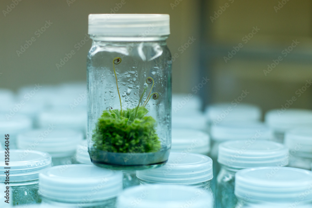 Plant tissue culture in the laboratory. Stock Photo | Adobe Stock