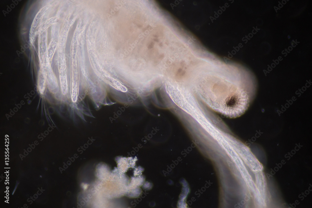 Mysis (zooplankton) under the microscope. Stock Photo | Adobe Stock