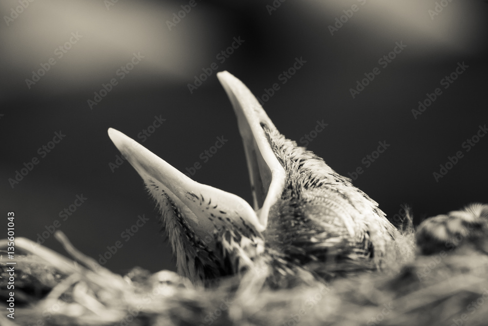 Vogelschnabel guckt aus dem Nest Stock Photo | Adobe Stock