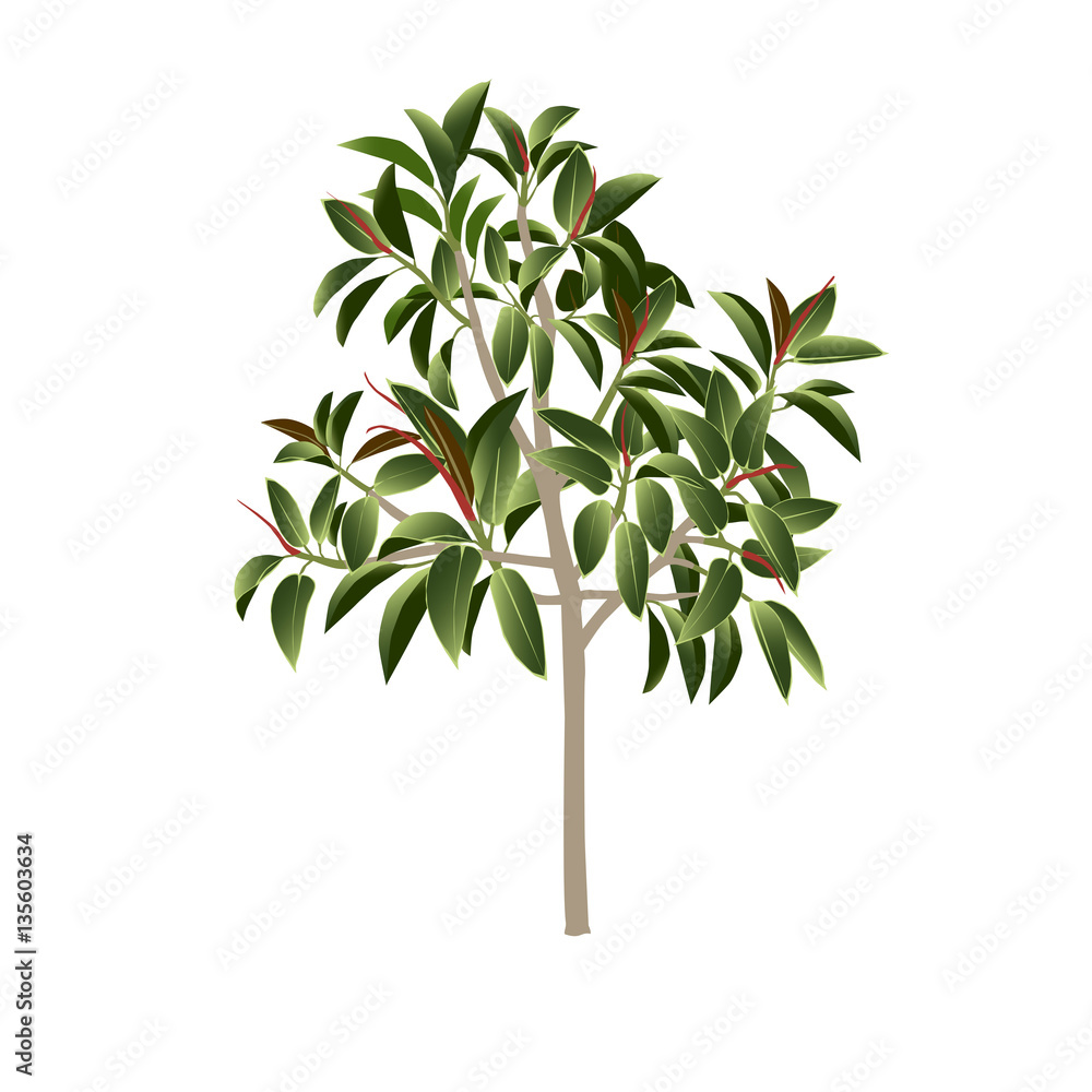 Tree of a ficus Stock Vector | Adobe Stock