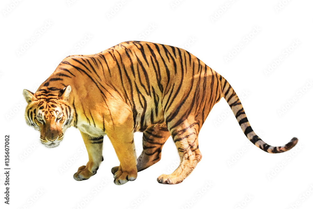 A big tiger walkin isolated on white background. front side view with ...