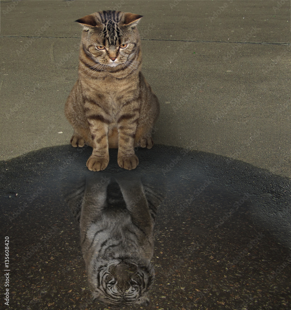 The cat is sitting and looking in a puddle. His reflection looks like a ...
