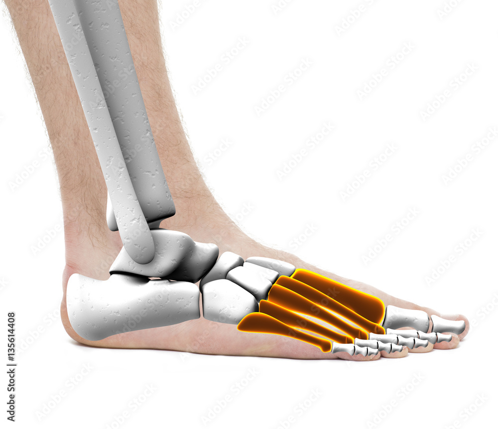 Metatarsal Bones - Anatomy Male - Studio photo isolated on white ...