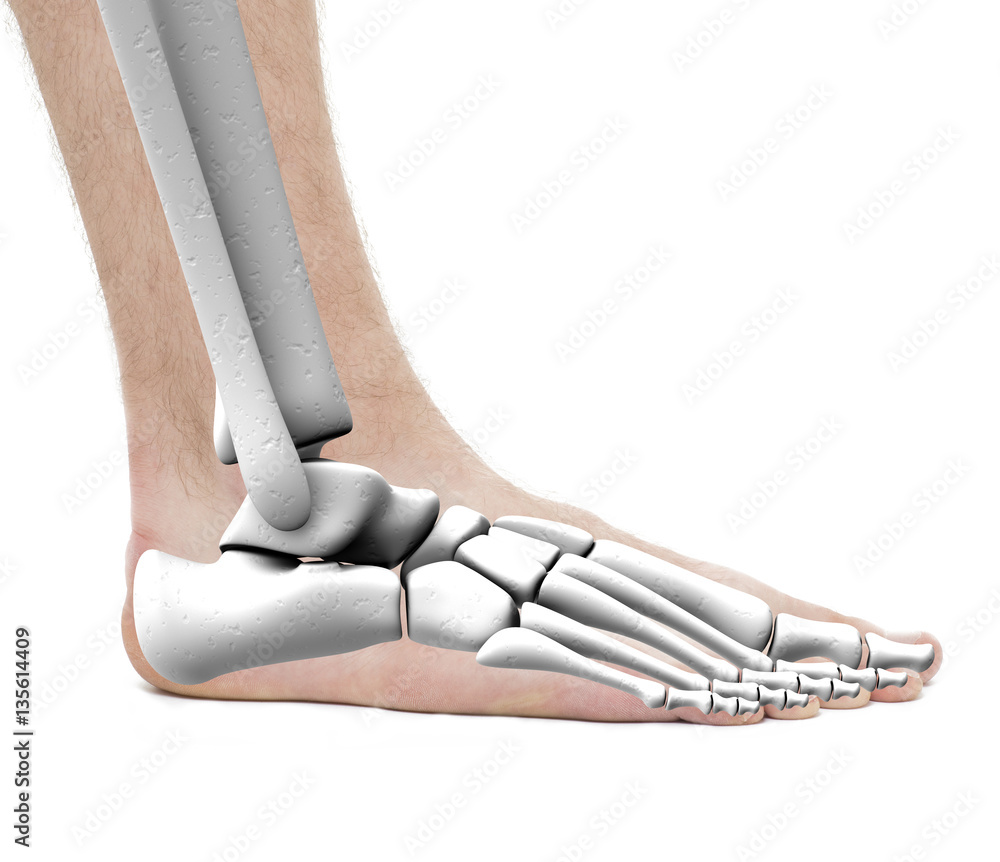 Foot Ankle Bones - Anatomy Male - Studio photo isolated on white Stock ...
