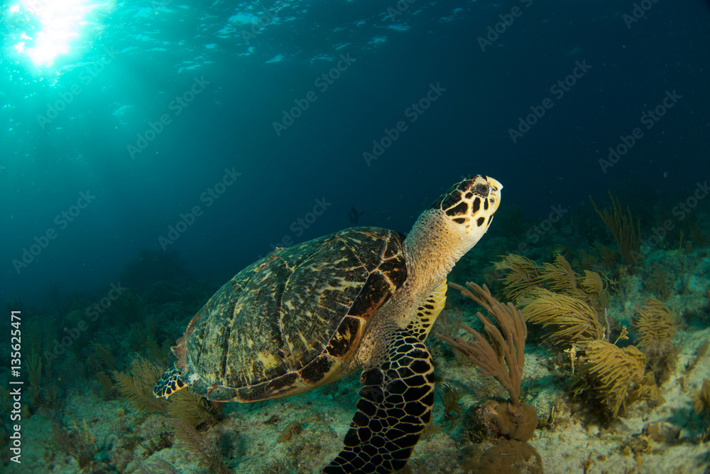Hawksbill sea turtle in the Florida Keys Stock Photo | Adobe Stock