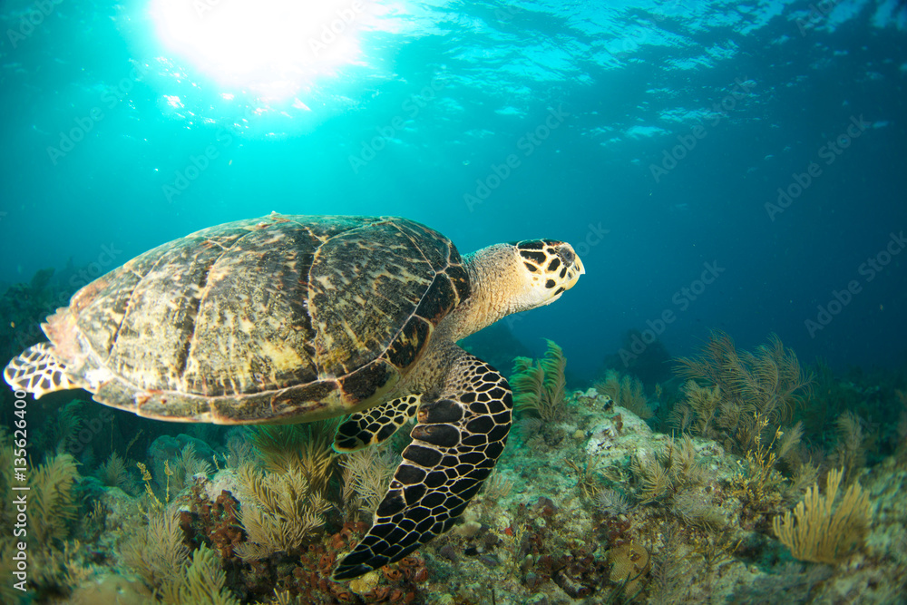 Hawksbill sea turtle in the Florida Keys Stock Photo | Adobe Stock