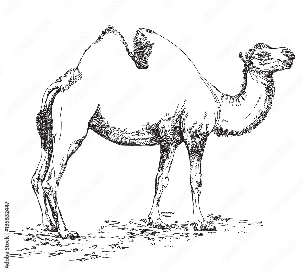 Pencil hand drawing Camel vector illustration Stock Vector | Adobe Stock