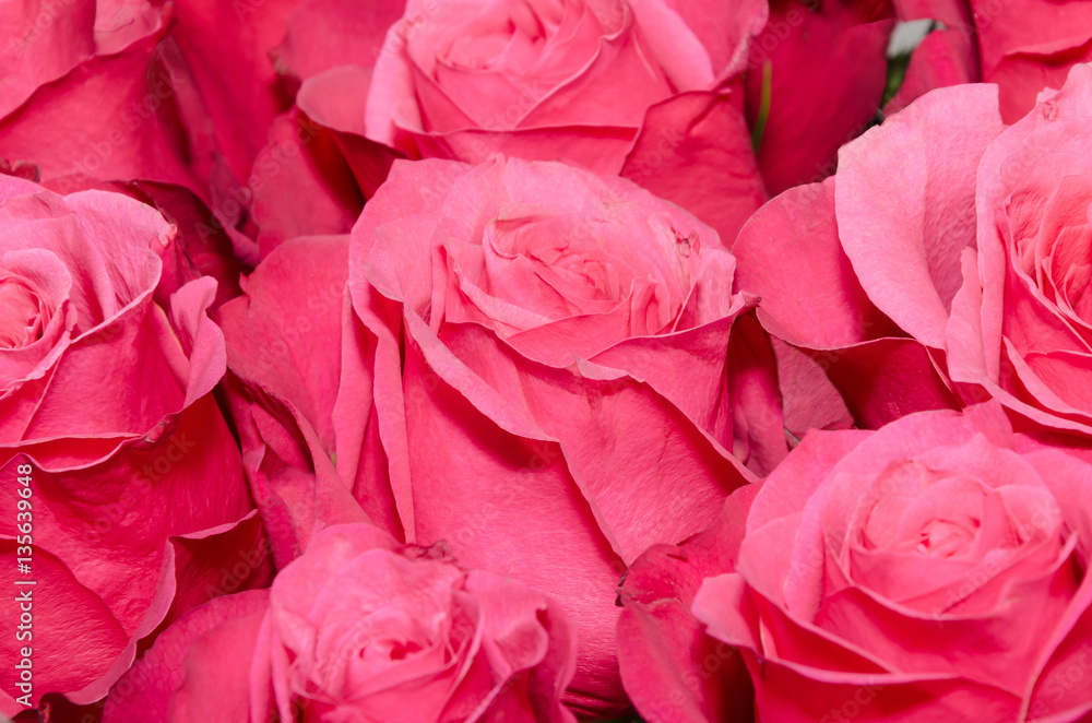 Bouquet of bright pink roses close-up. For a wide use in your de Stock ...