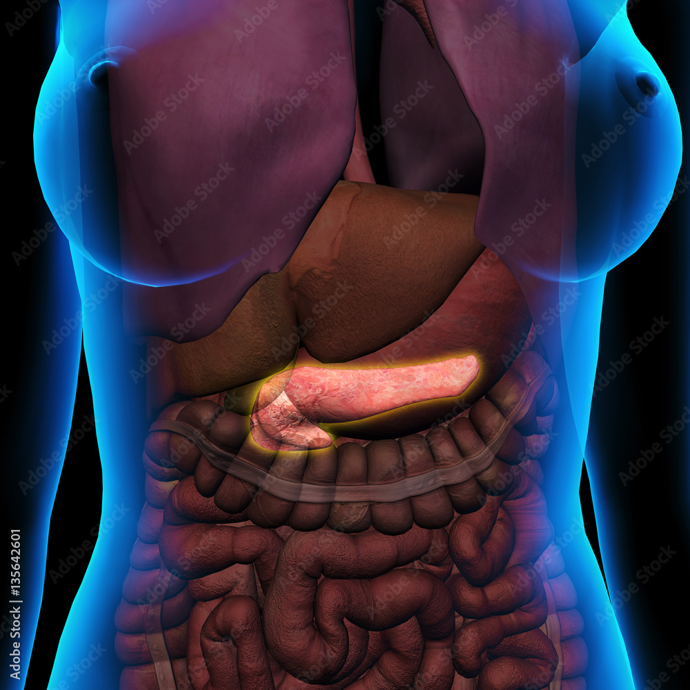 Female Pancreas with Internal Organs Stock Illustration | Adobe Stock