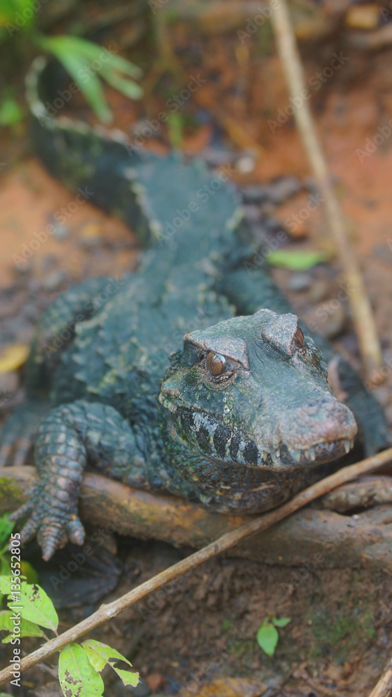Front view of Narrow-snouted Spectacled Caiman. Common names: Caiman de ...