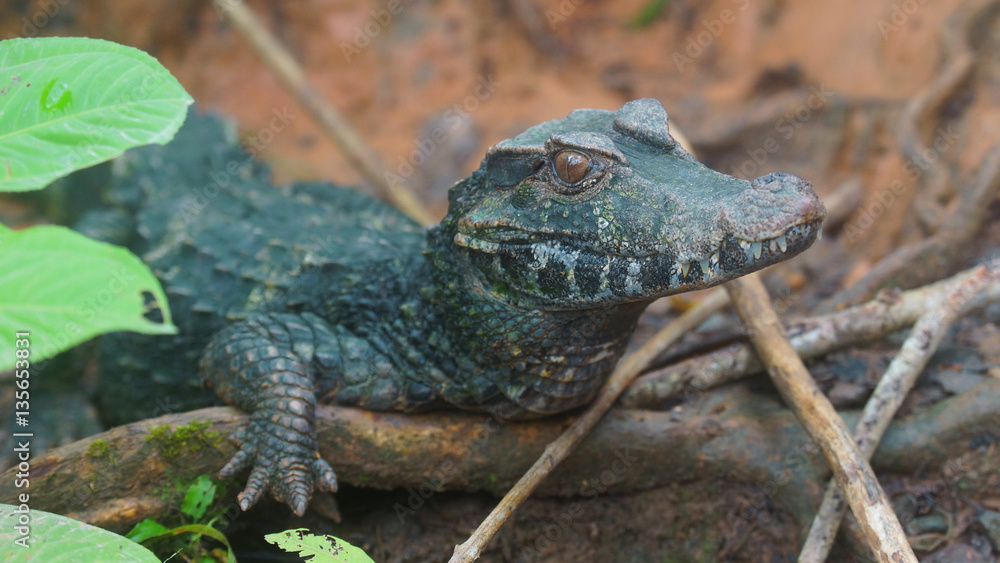 Narrow-snouted Spectacled Caiman, Focus on the head. Common names ...