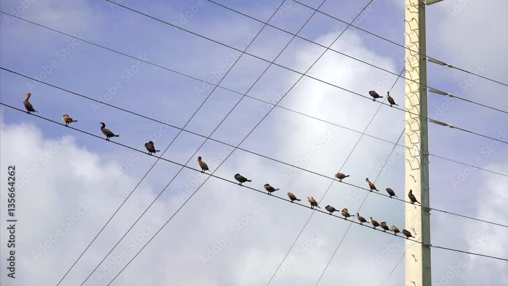 Ocean birds sitting along electric power lines in the Florida Keys ...