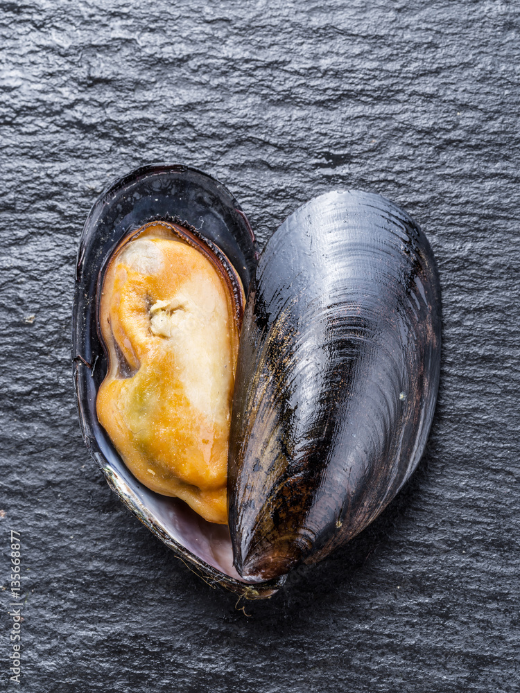 Mussel on the graphite background. Stock Photo | Adobe Stock