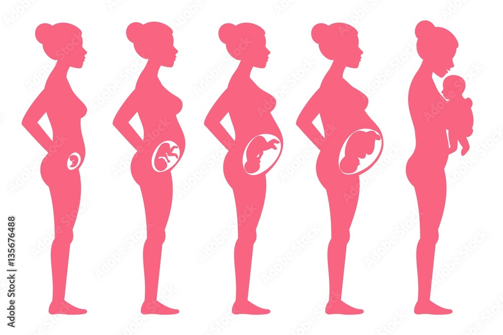 Fetus pregnancy stages. Female pregnant staging and childbirth vector ...