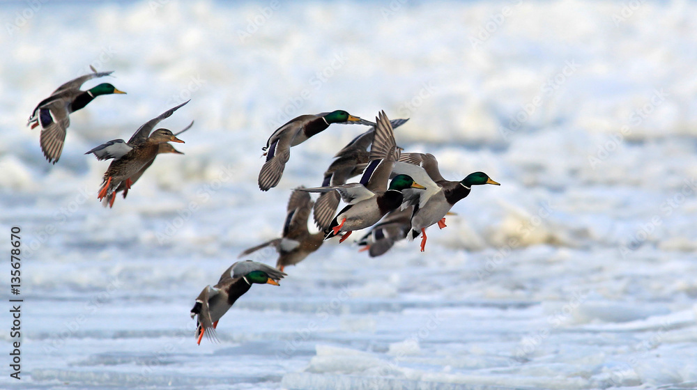 Flock of Mallard Ducks (Anas platyrhynchos) flying.A group of wild ...