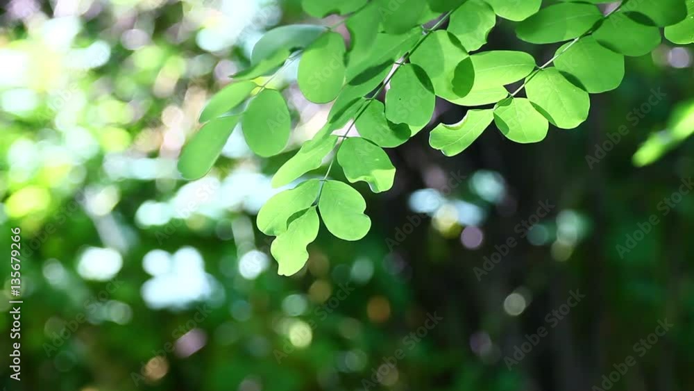 Vidéo Stock Locust tree leaves with wind blowing and sounds of birds ...