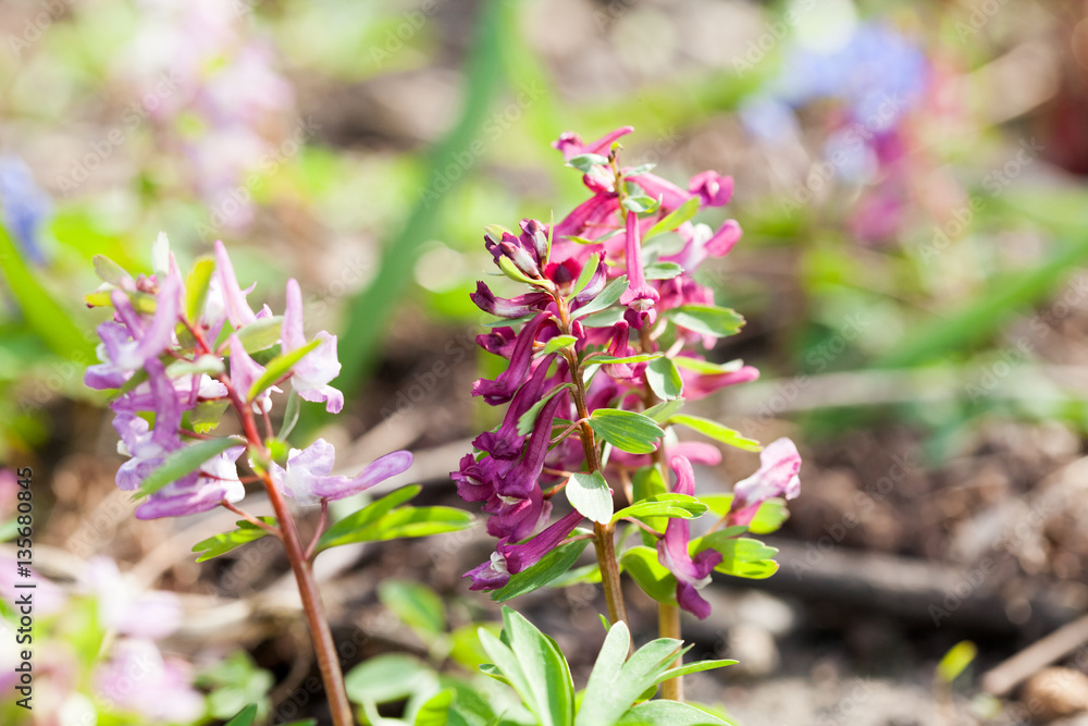 Stagger weed (Corydalis cava) plant with purple or white flowers with ...