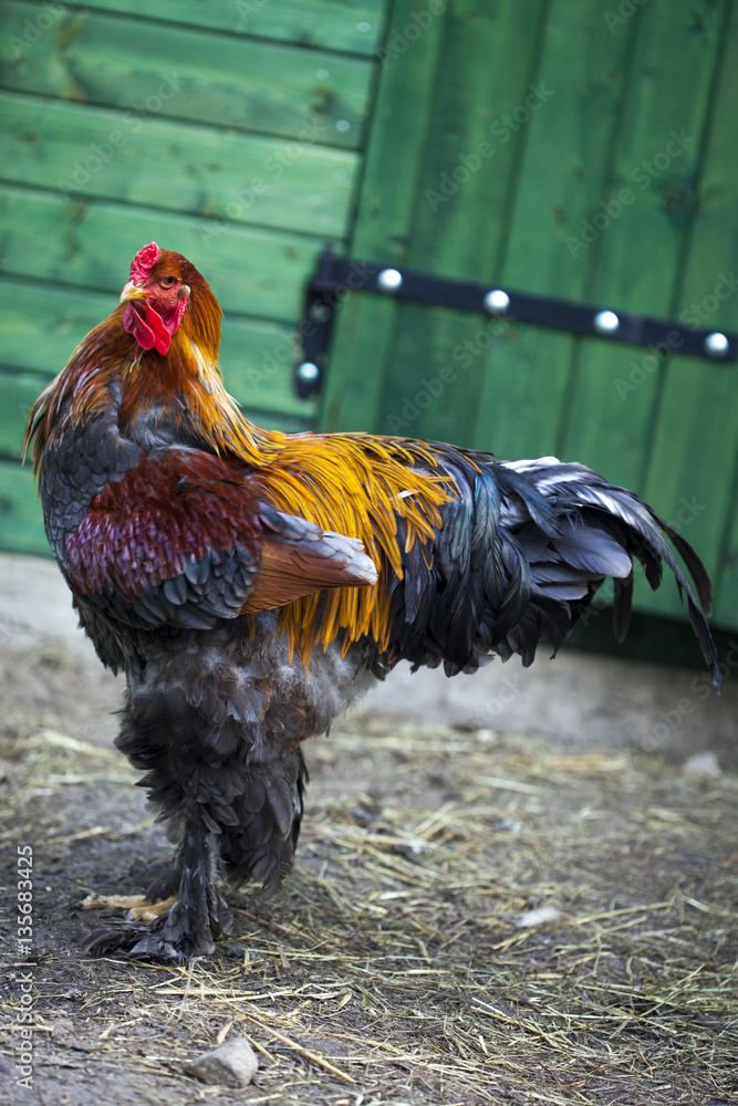 Brahma rooster in a free range farm. Stock Photo | Adobe Stock