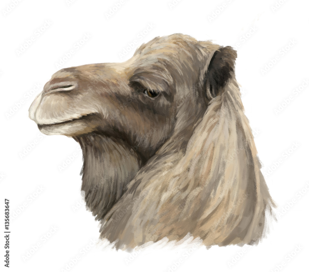 Cartoon artistic looking camel - illustration for children Stock ...