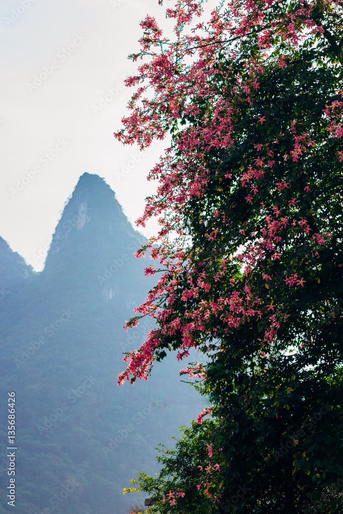 Pink flowers on a tree and karst rock mountains in Yangshuo, Guilin ...
