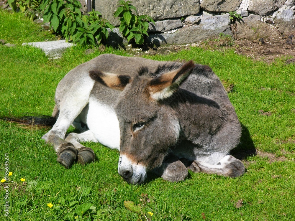 Esel auf der Alm in den Dolomiten, Suedtirol, Italien Stock Photo ...