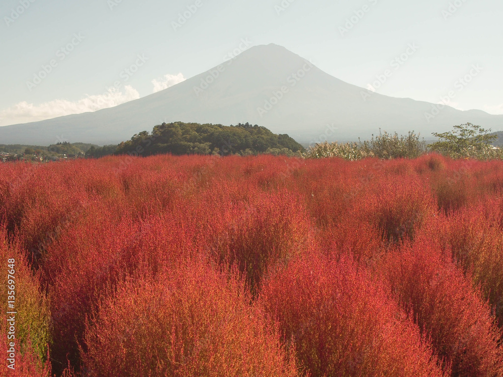 Kokia trees field on the Fuji Mountain background Stock Photo | Adobe Stock